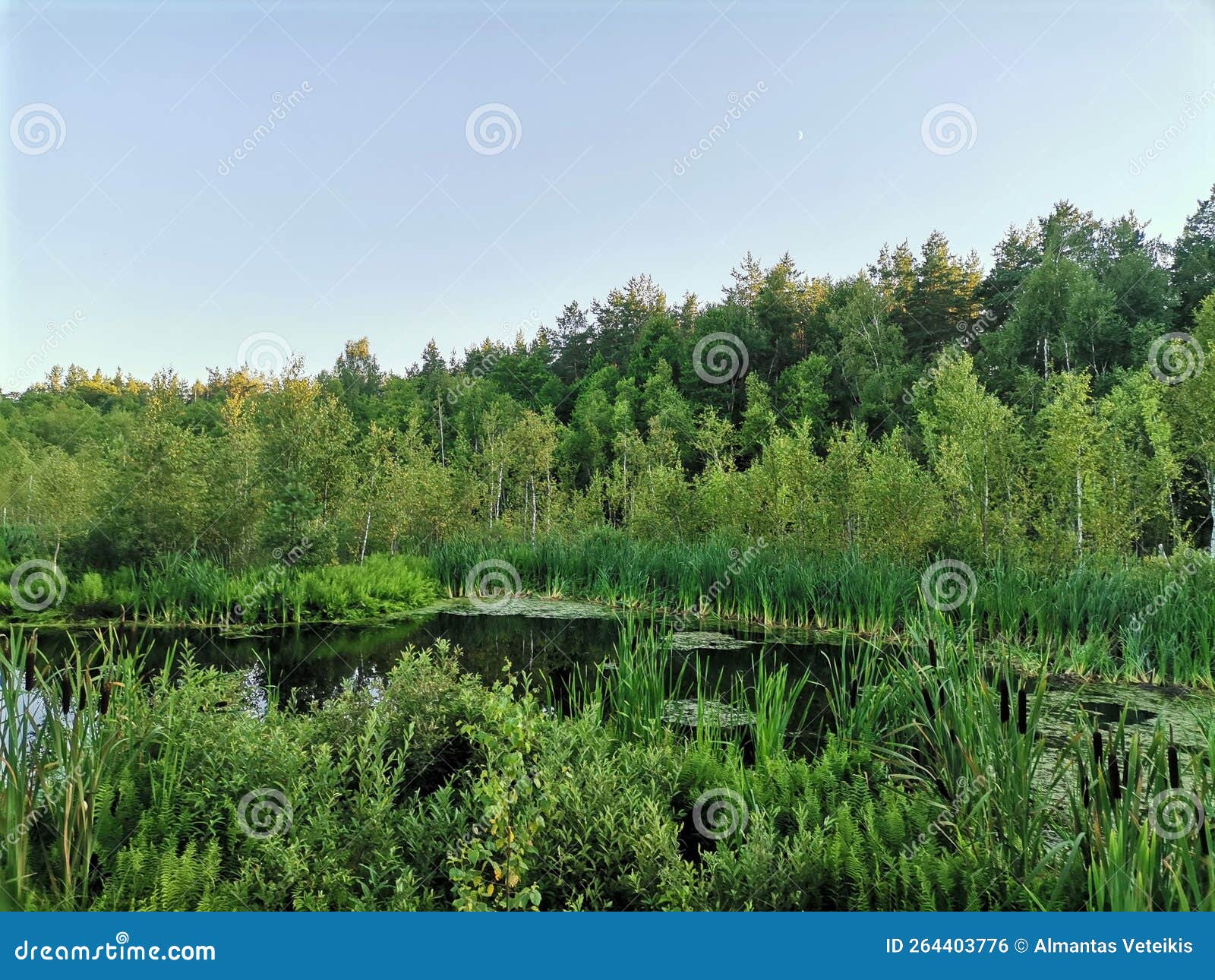 A Natural Swamp Untouched by Man Stock Photo - Image of woodland ...