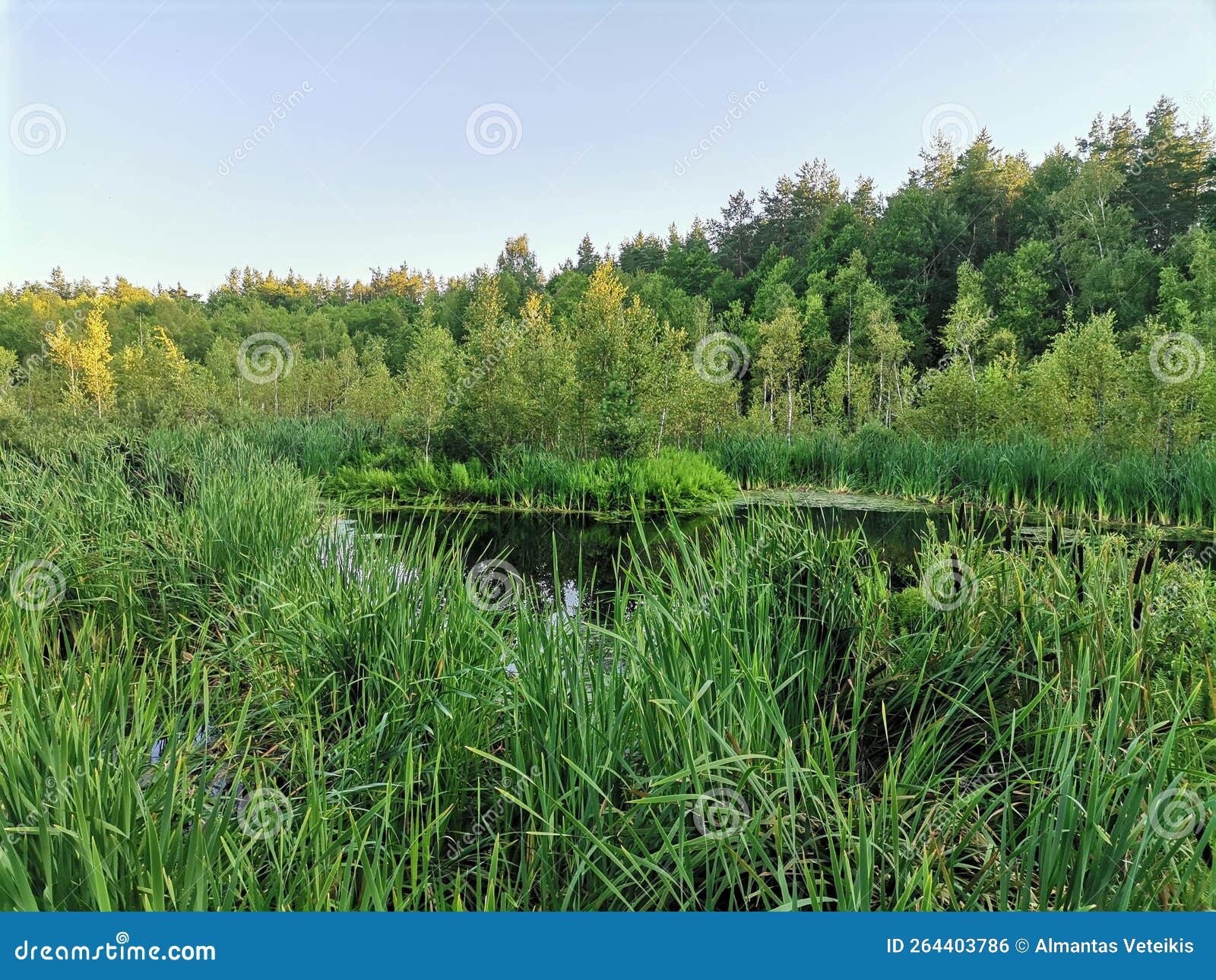 A Natural Swamp Untouched by Man 2 Stock Photo - Image of plant, flower ...