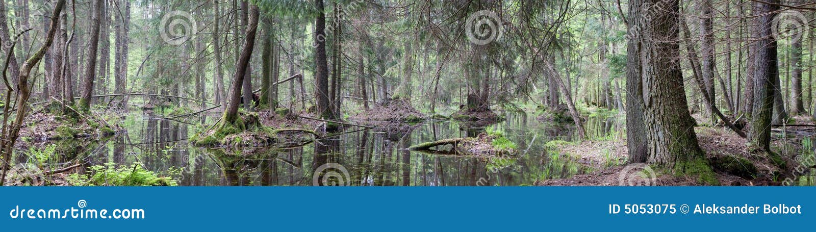 Natural Swampy Forest Panorama Stock Image - Image of swampy, resources ...