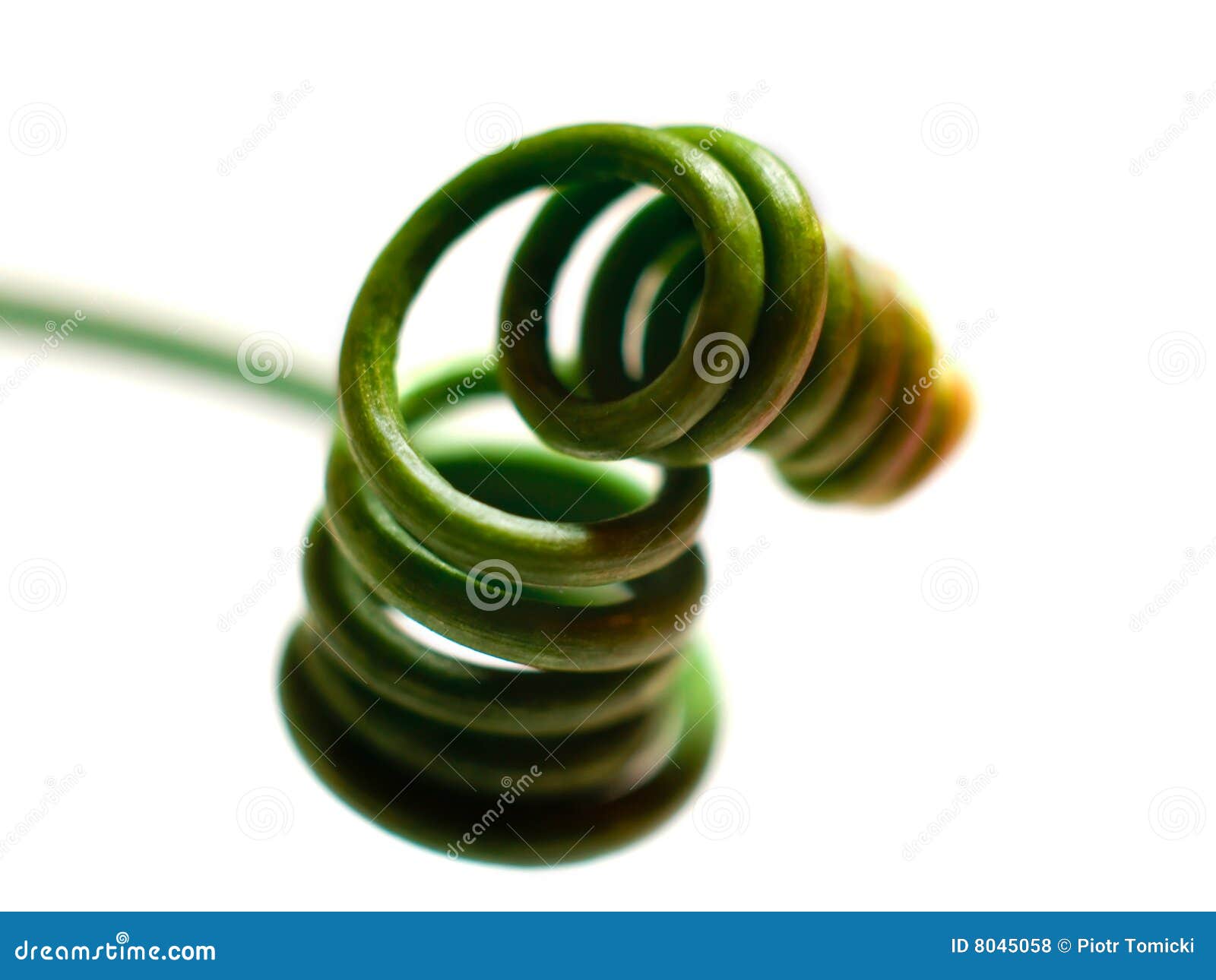Natural swirl stock photo. Image of shoot, grow, spring - 8045058