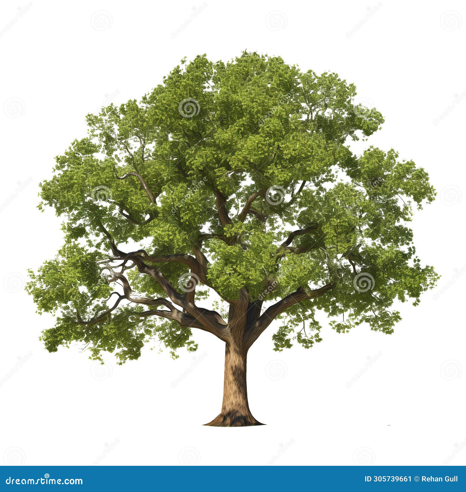 Natural Sycamore Tree on White Background Stock Illustration ...