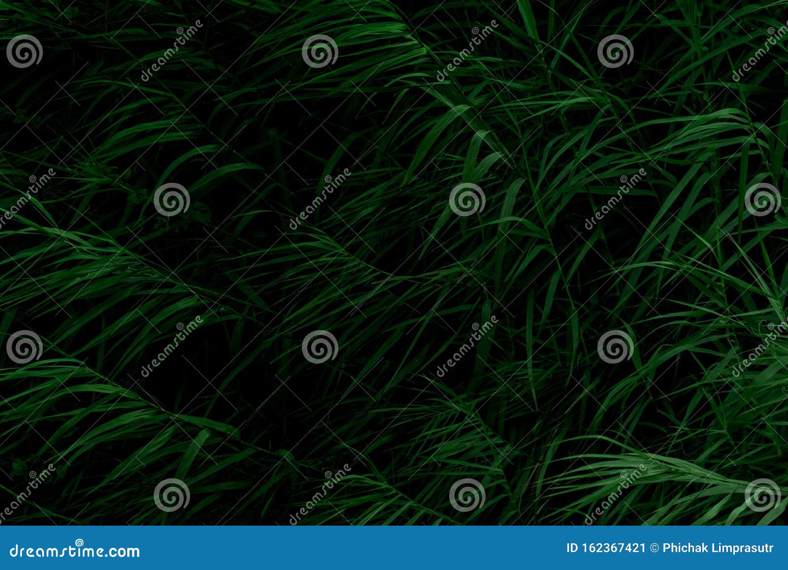 Natural Tall Grass Texture in Low Light Using for Background Stock ...
