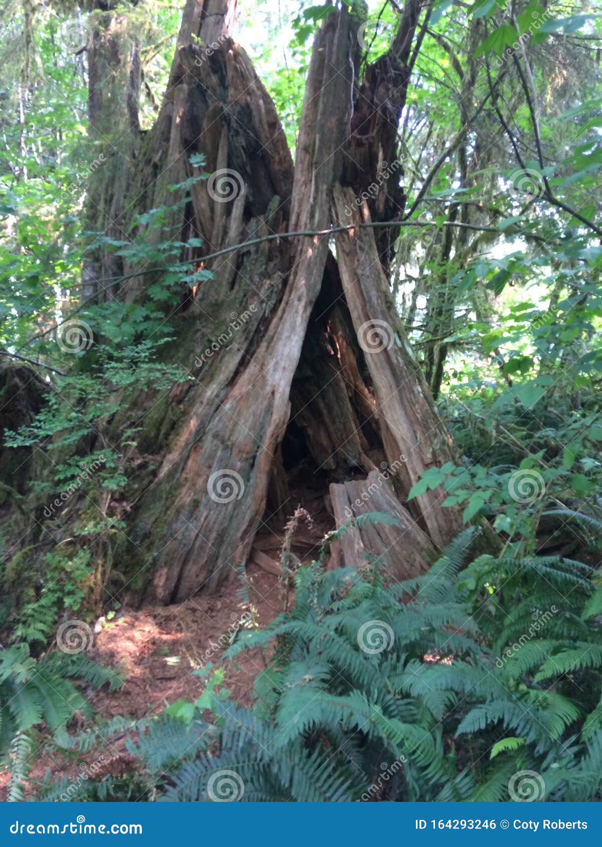 Natural teepee stock photo. Image of forest, tree, teepee - 164293246