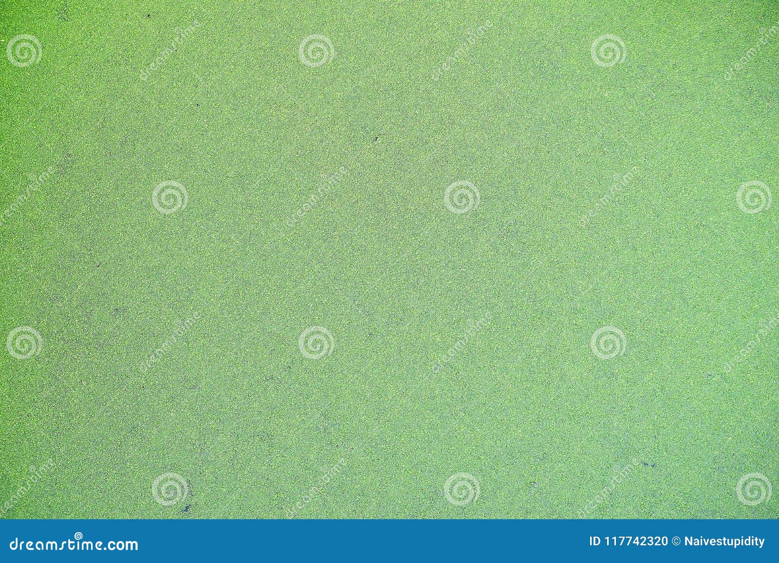 The Natural Texture of Algae on the Water Surface Stock Photo - Image ...