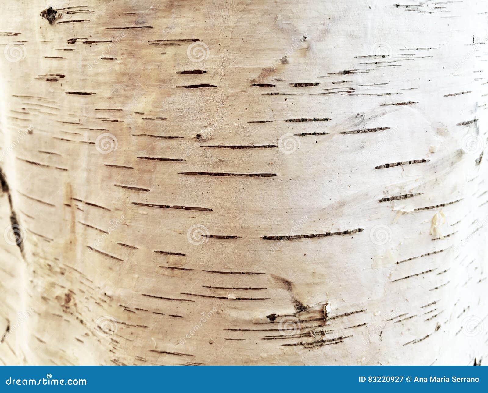 Natural Texture of Bark Birch Tree Stock Image - Image of cracks, cedar ...
