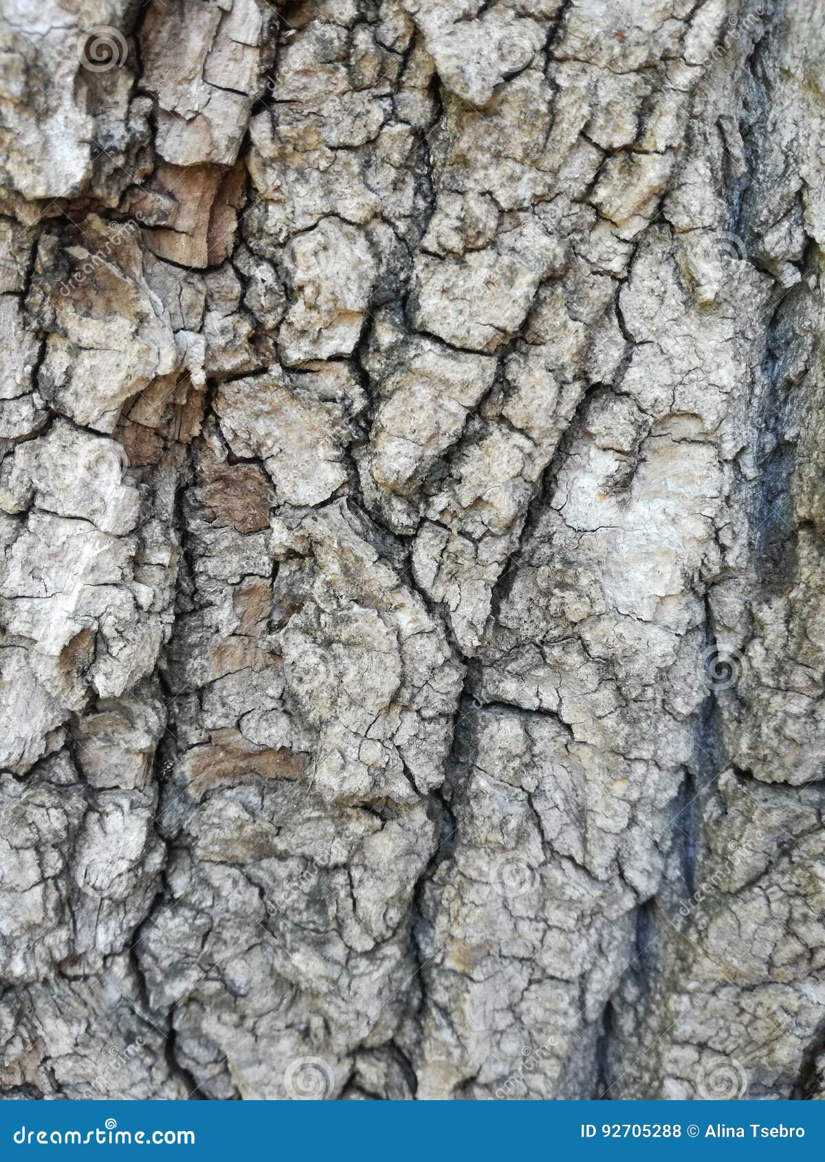 Natural Texture of Bark Poplar Tree Stock Photo - Image of textured ...