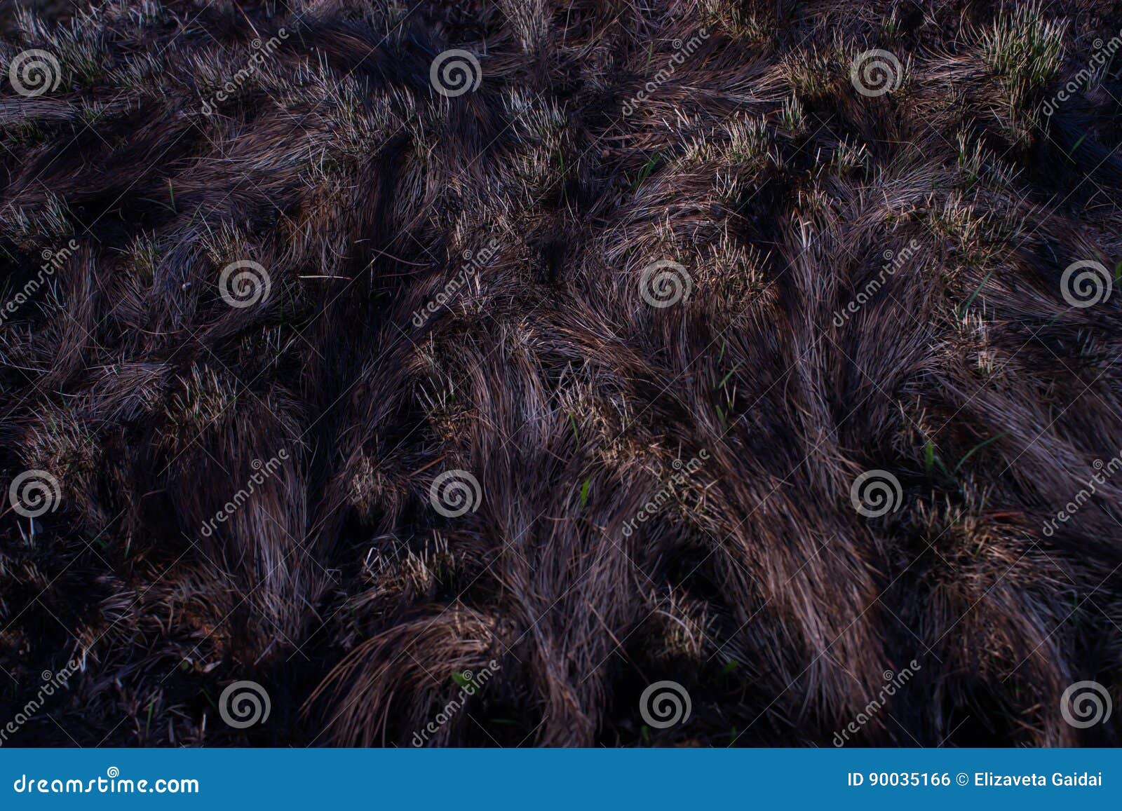 Natural Texture of Brown and Golden Burnt Grass Stock Photo - Image of ...