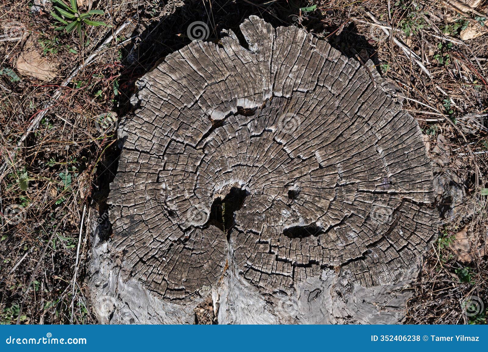 The Natural Texture of a Brown Pine Tree Cut in Nature Stock Photo ...