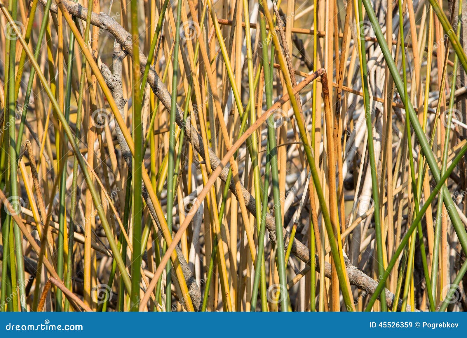 Natural Texture. Bulrush Stems Stock Image - Image of pedicle, scape ...