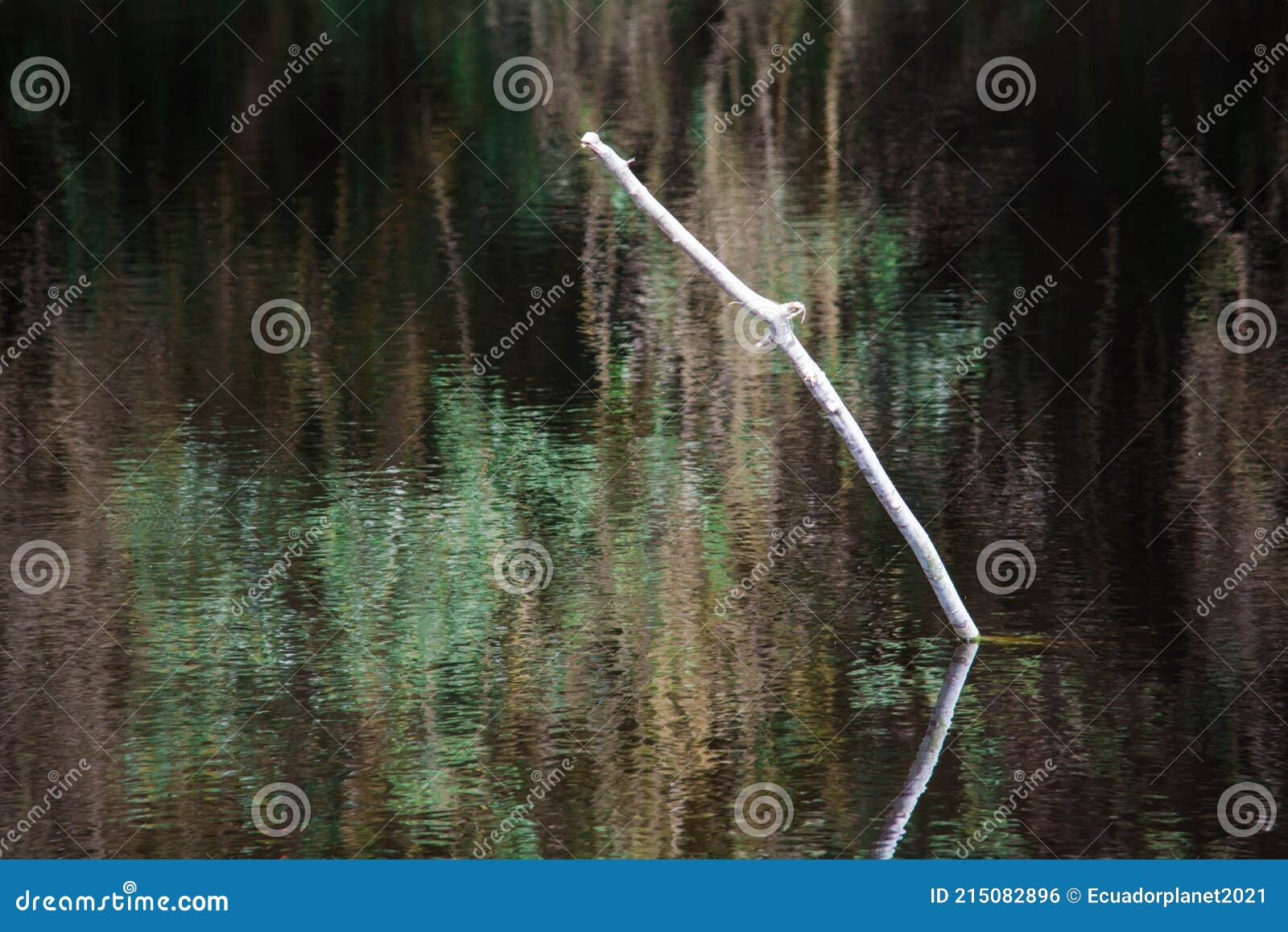 Natural Texture, Clean Water of the Lake Stock Photo - Image of green ...