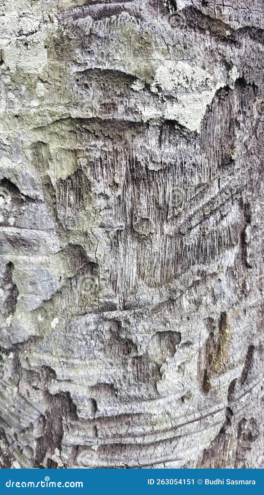 Natural Texture from Coconut Tree Branches Stock Image - Image of ...