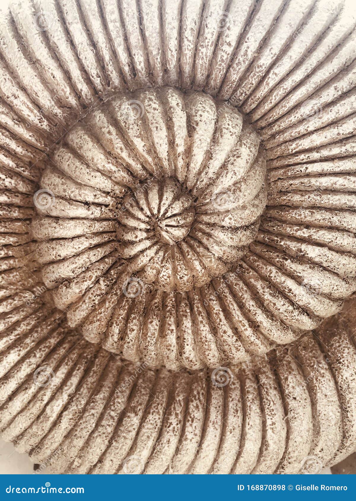 Natural texture of shell stock photo. Image of natural - 168870898