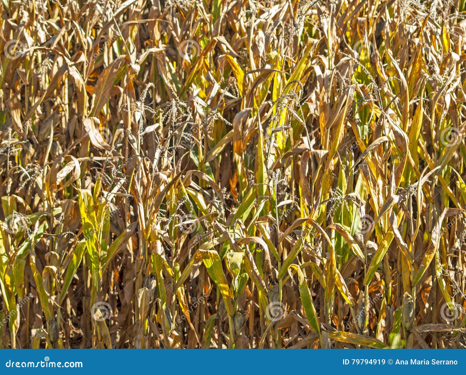 Natural Texture of Cornfield Stock Image - Image of dried, botany: 79794919