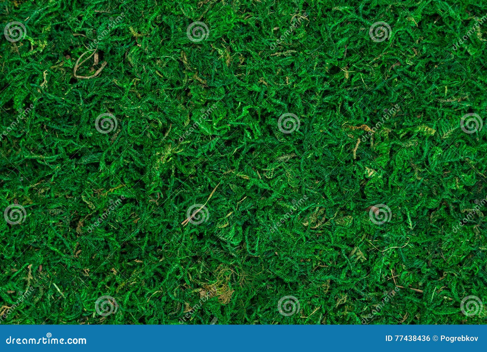 Natural Texture of Dry Green Moss Stock Photo - Image of grass, natural ...