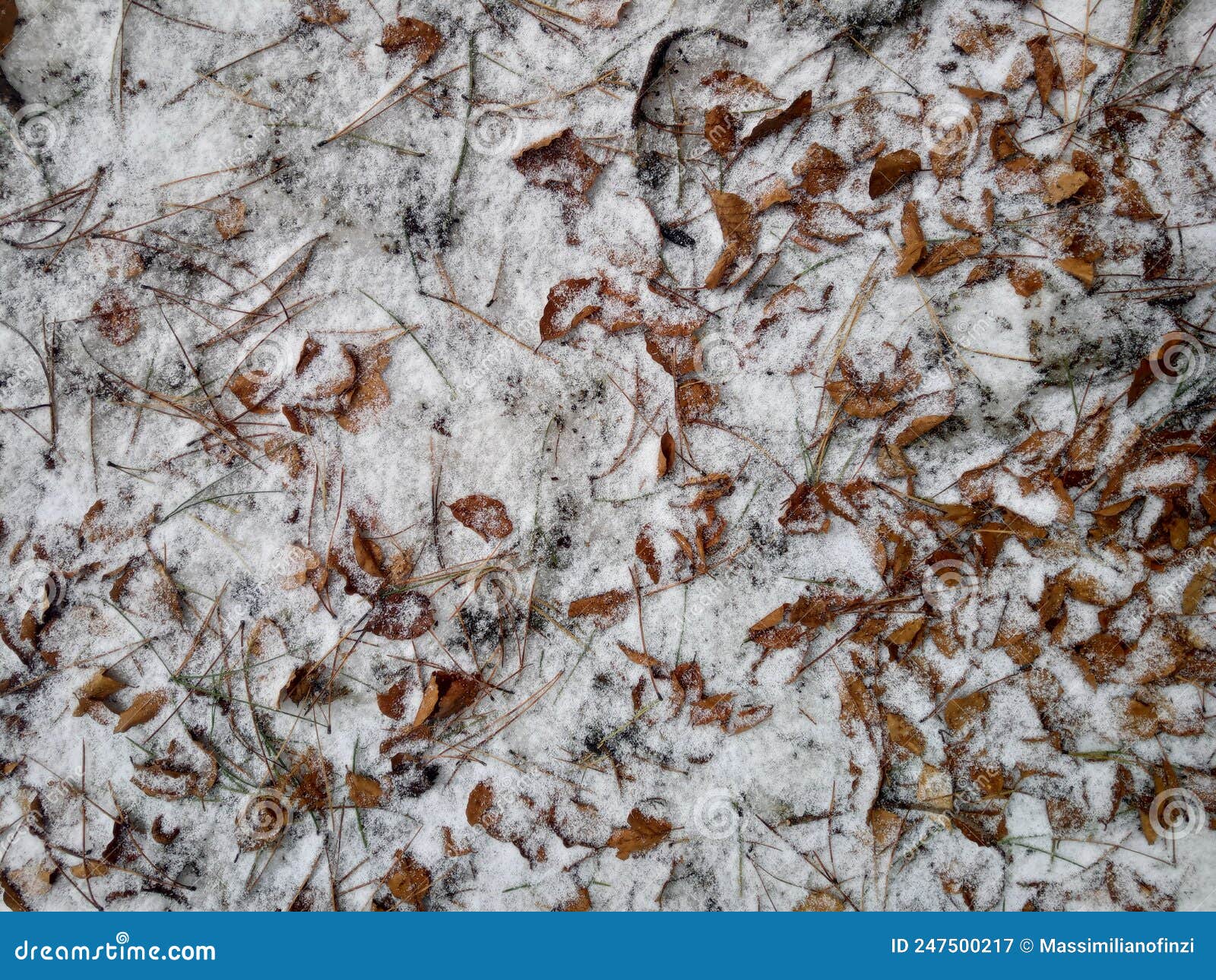 Natural Texture of Dry Leaves in the Snow Stock Image - Image of forest ...