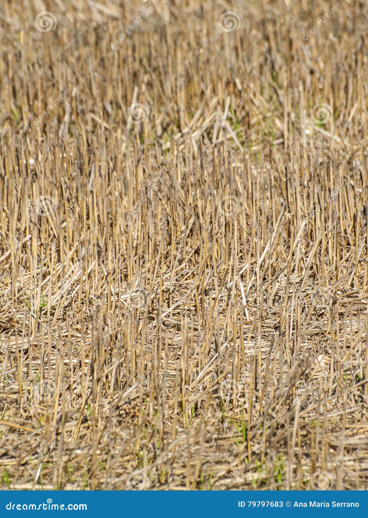 Natural Texture of Dry Straw Stock Image - Image of texture, dried ...