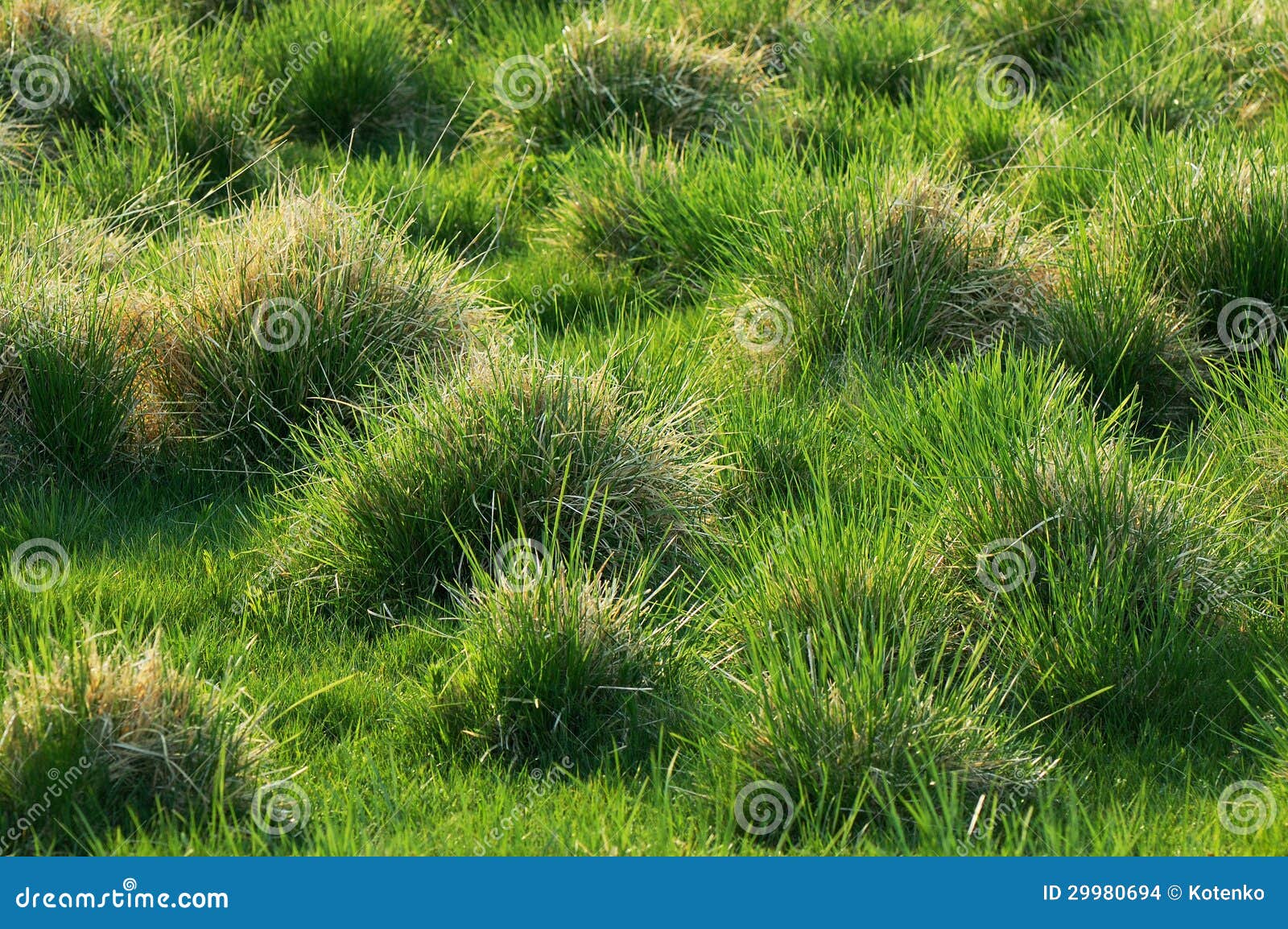 Grass texture stock photo. Image of lawn, grassy, natural - 29980694