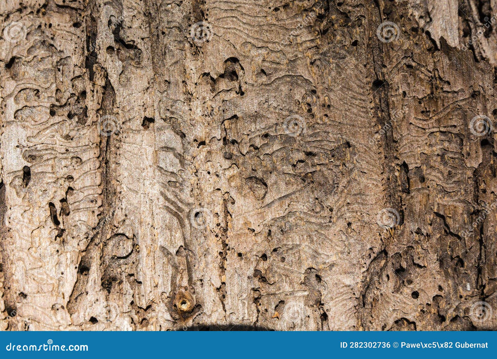 Natural Texture, I.e. the Inner Side of the Bark of a Tree with Traces ...