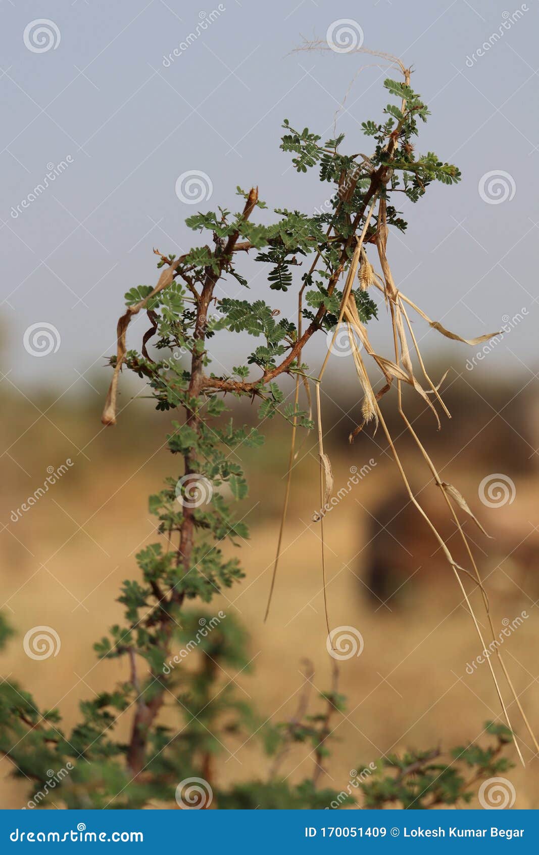 Natural Texture in Indian Acacia Tree Thorn Tree Branch Stock Image ...
