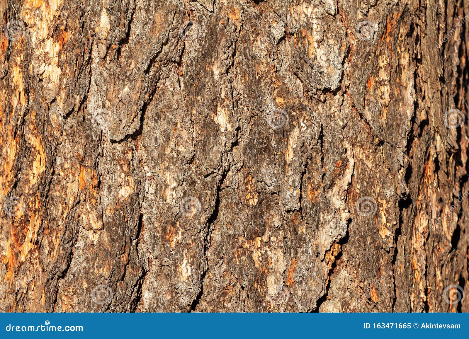 Natural Texture of Larch Tree Bark Stock Image - Image of corroded ... Natural Texture of Larch Tree Bark Stock Image - Image of corroded ...