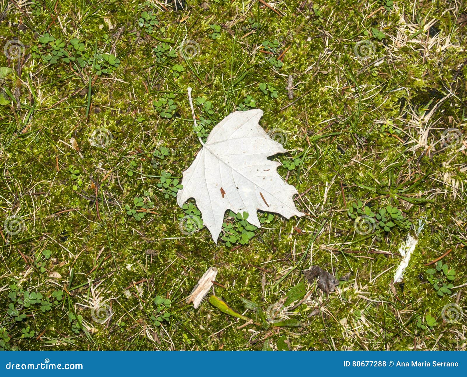 Natural Texture of a Leave on the Grass Stock Photo - Image of moss ...