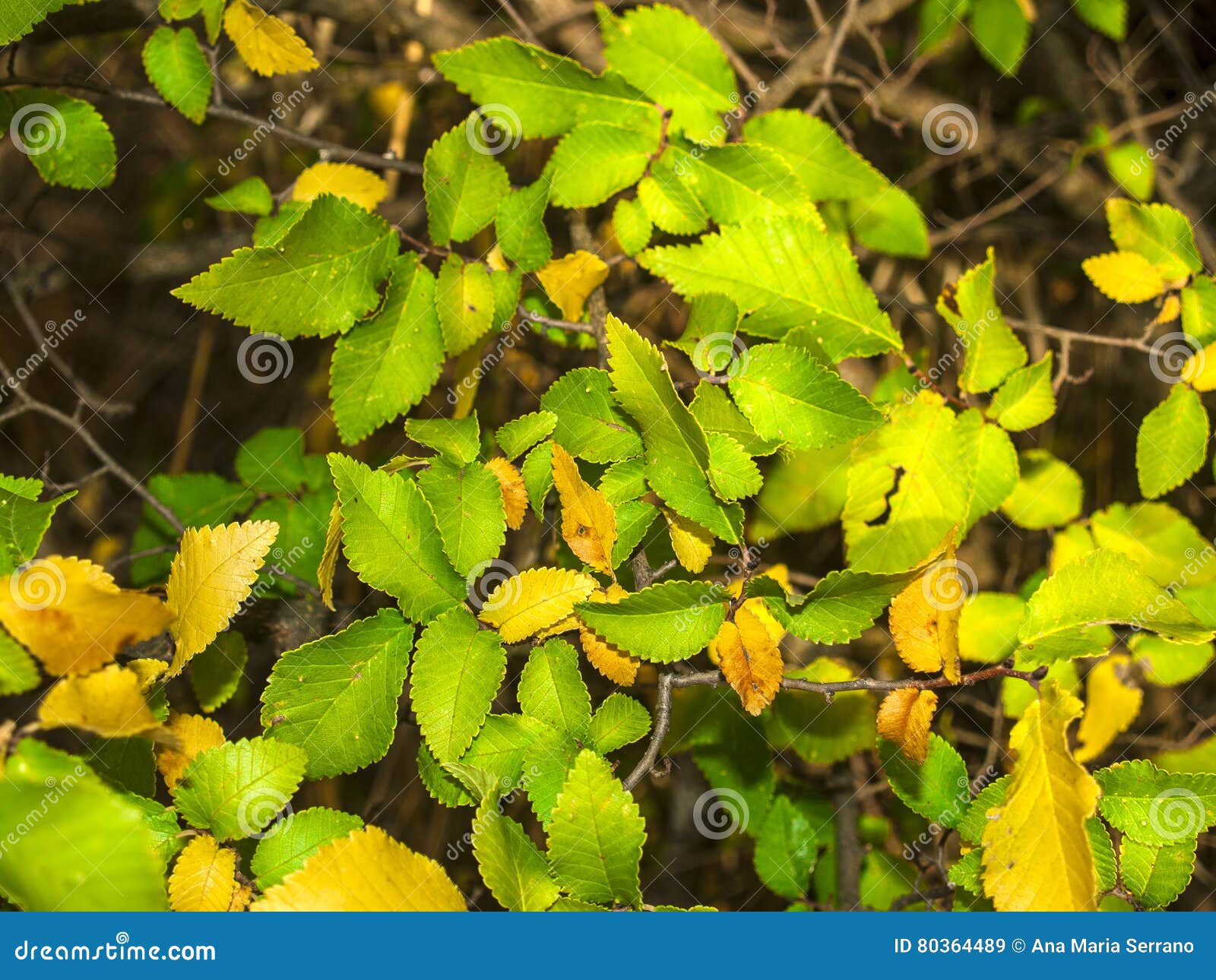 Natural texture of leaves stock image. Image of maple - 80364489