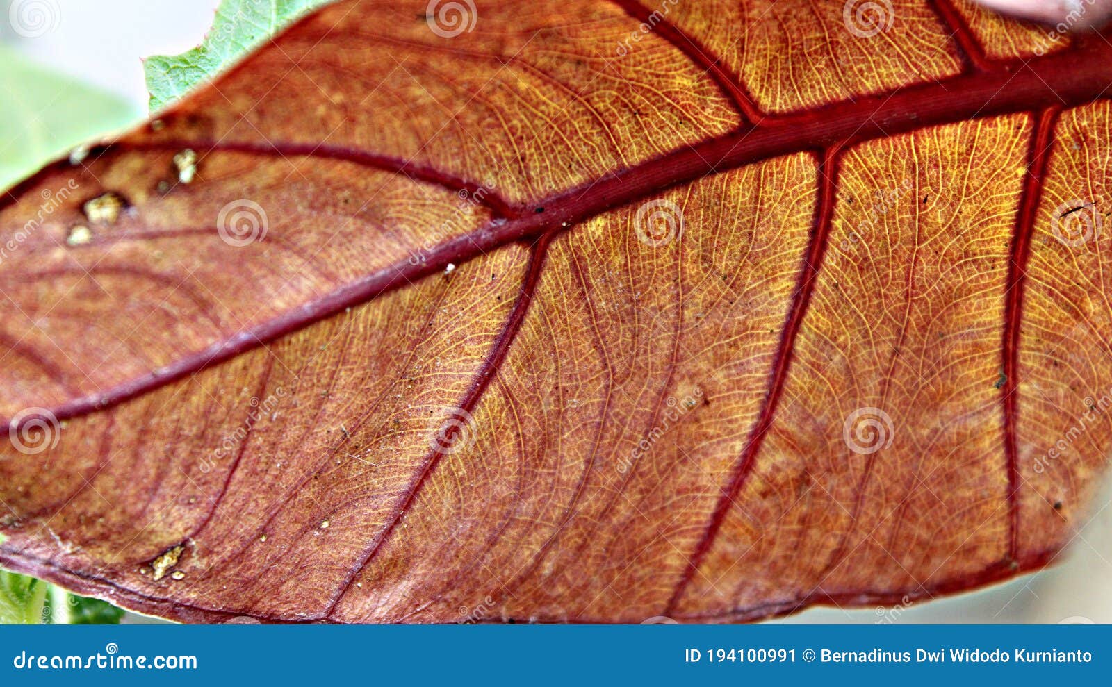 Texture of red leaves stock image. Image of light, overheating - 194100991