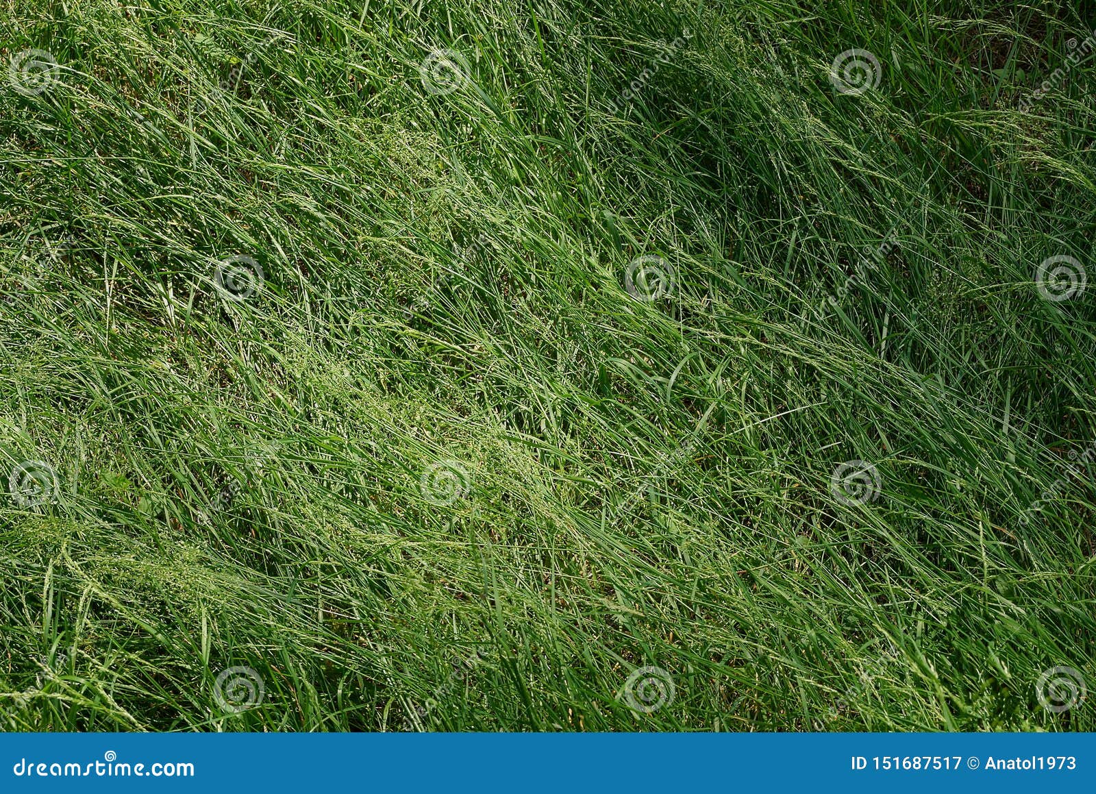 Natural Texture of Long Green Grass Stock Image - Image of gardening ...