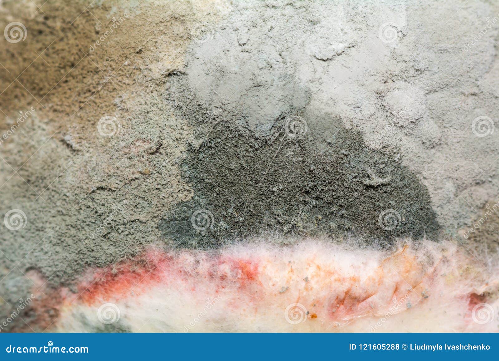 Natural Texture of Mold on Fruit. Rotten Background. Stock Photo ...