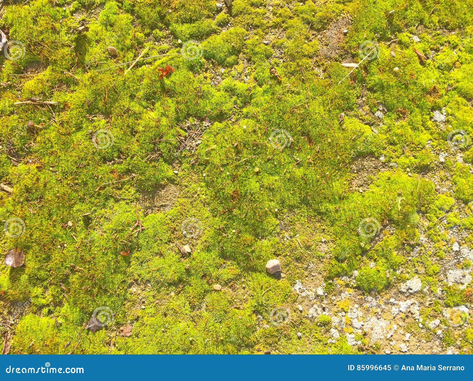 Natural Texture of Moss on Soil Stock Image - Image of lichens ...