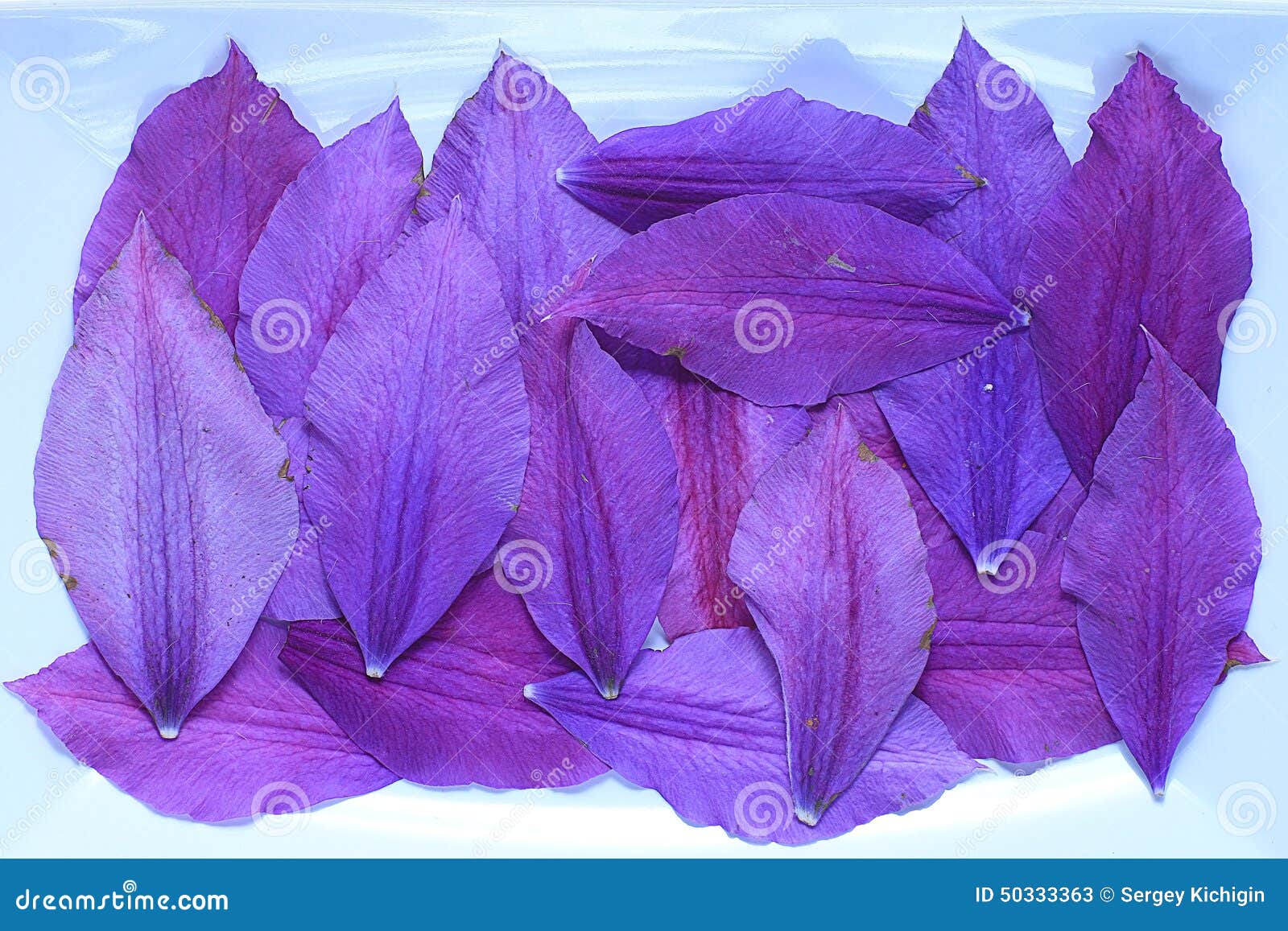 The Natural Texture of Multicolored Flower Petals, Colorful Stock Image ...