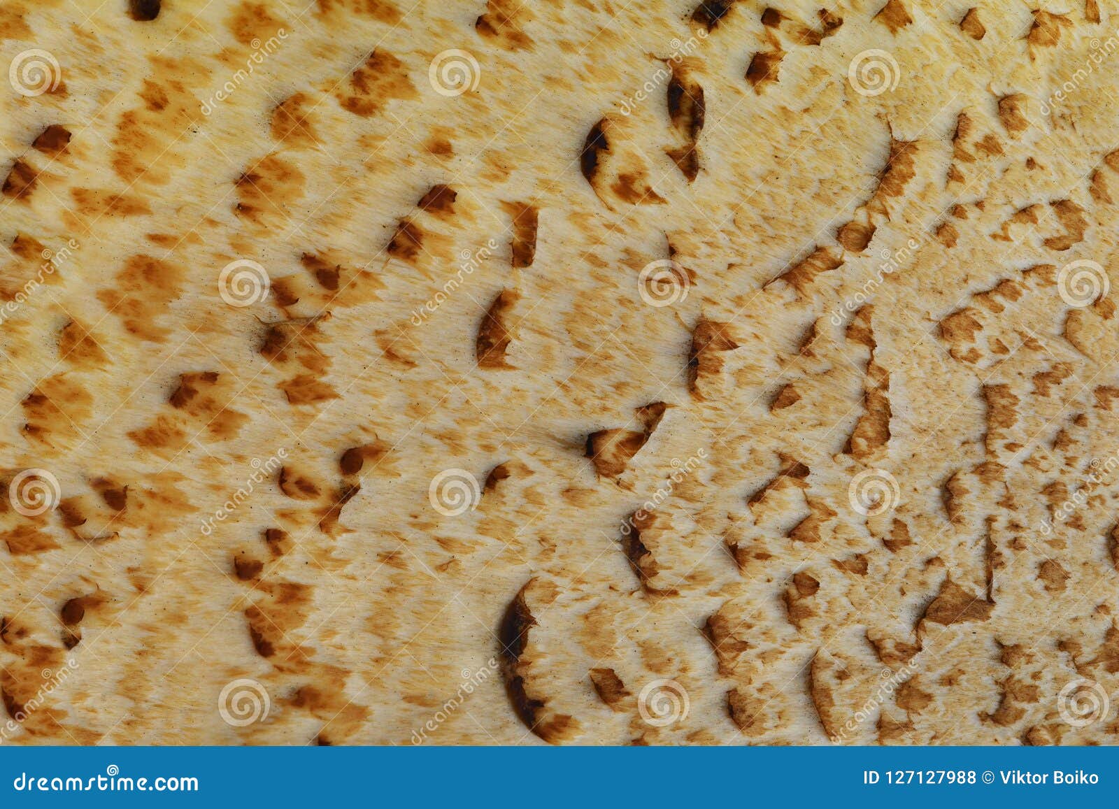 Natural Texture of a Mushroom Hat Close-up Stock Photo - Image of ...