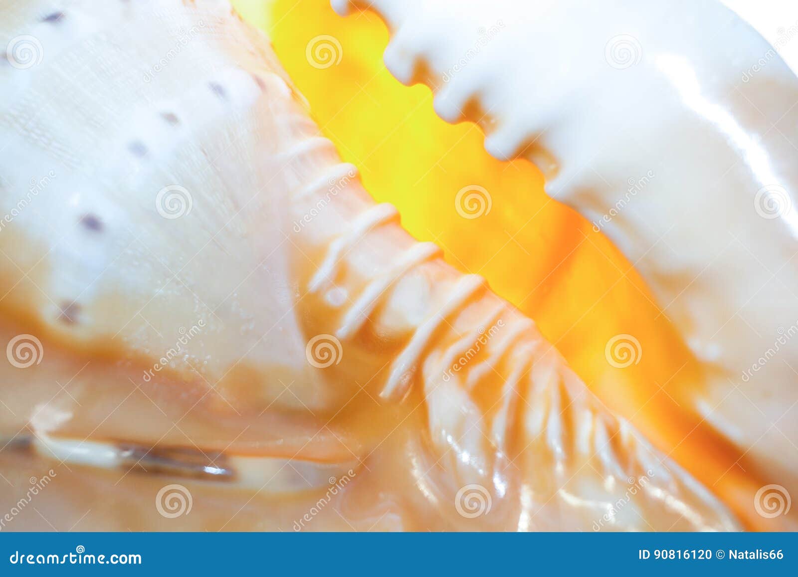 Natural Texture. Natural Background. Close-up Part of Large Seashell ...