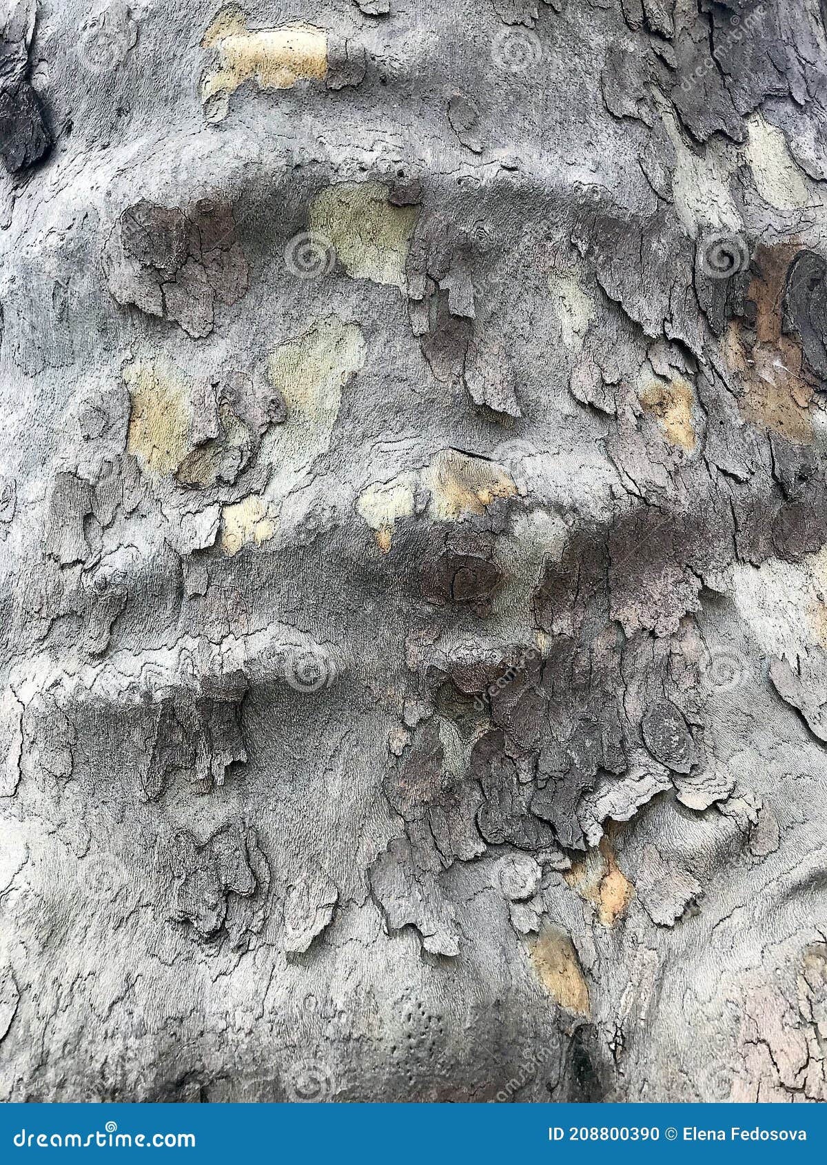 Natural Texture of Old Wood Stock Photo - Image of closeup, tree: 208800390