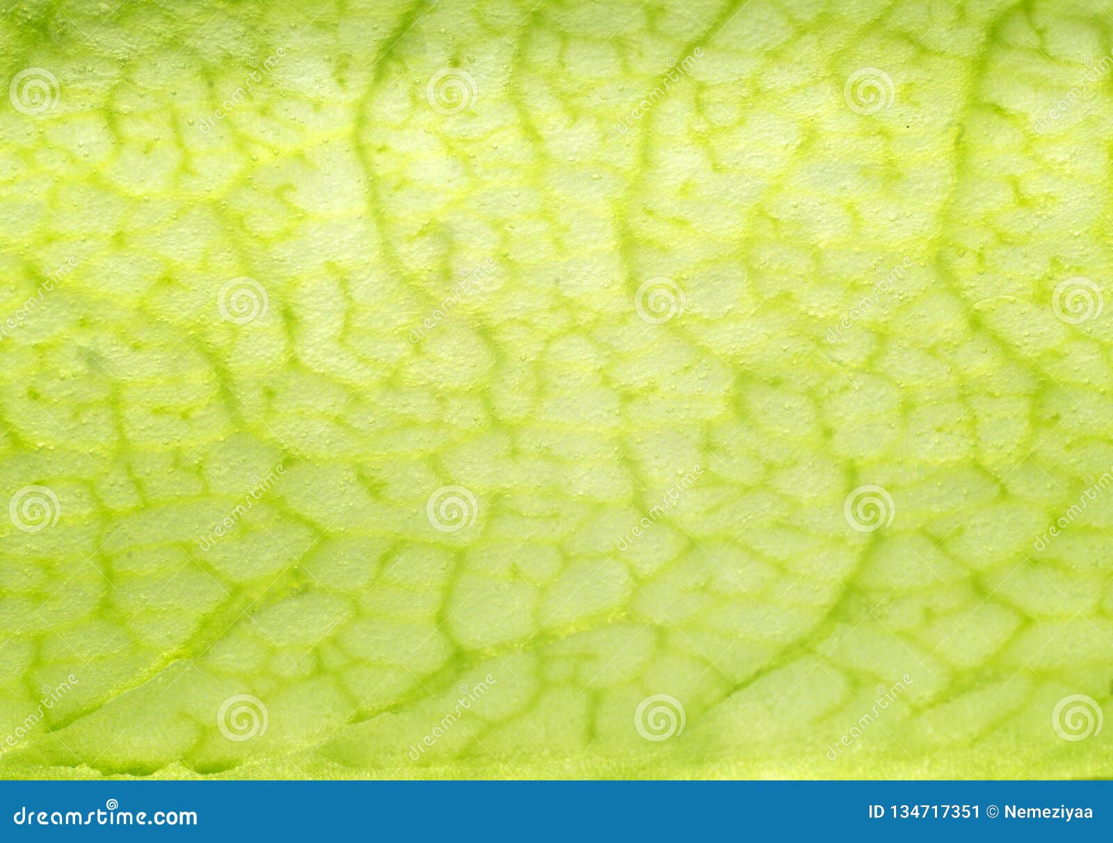 Natural Texture of Pea Peel Stock Image - Image of ripe, ornament ...