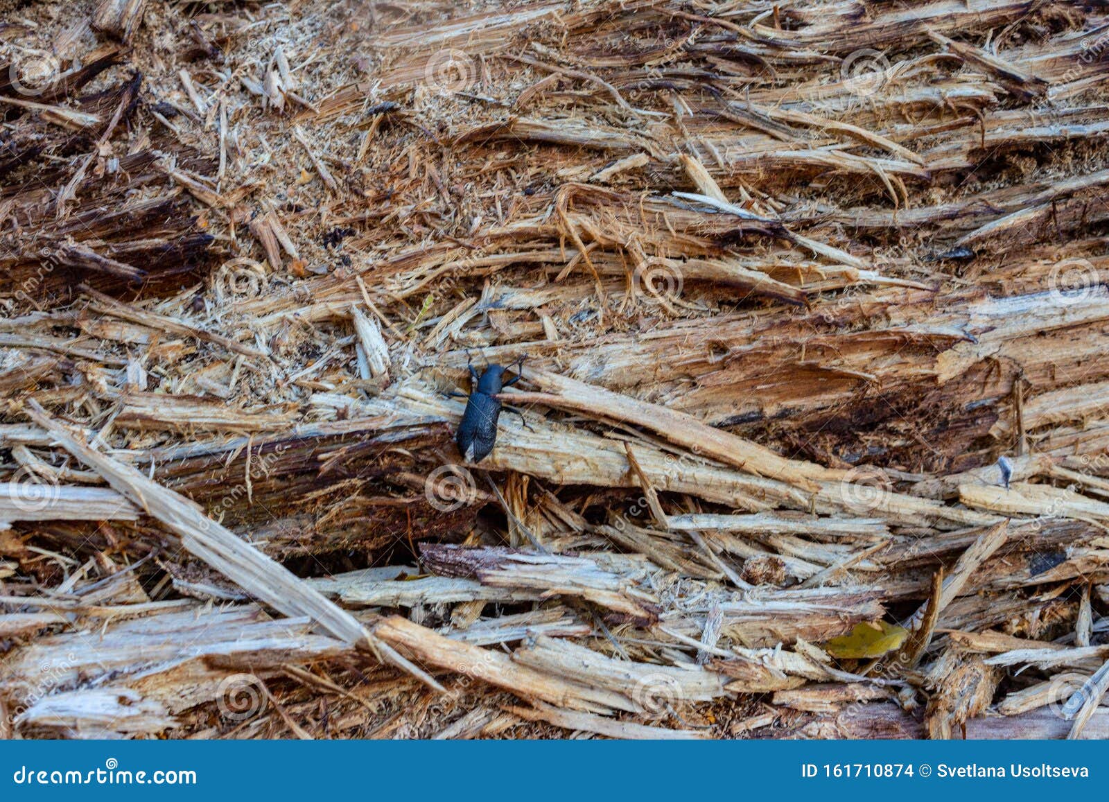 Natural Texture of a Rotten Tree with a Bark Beetle. Background for ...