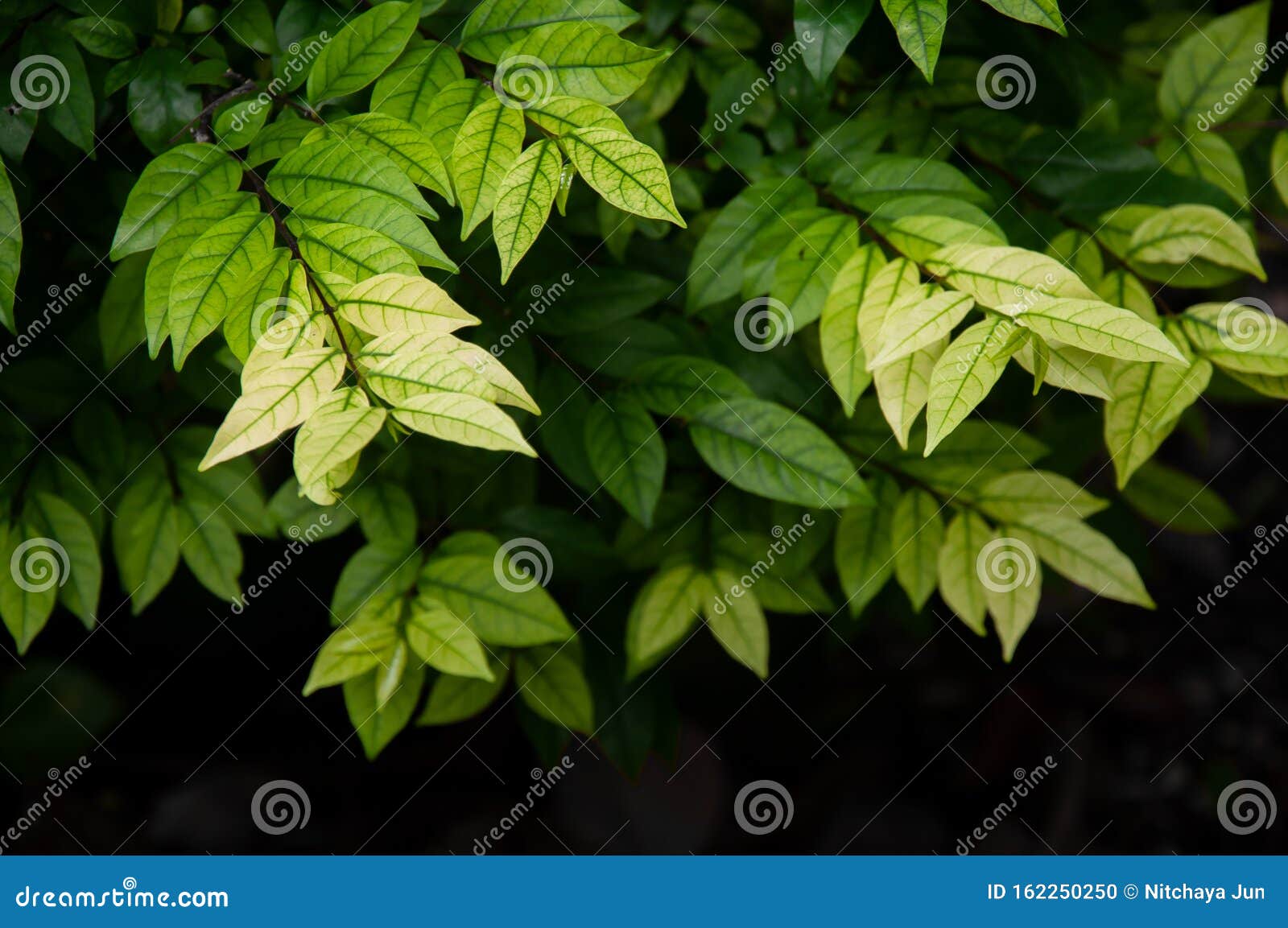 The Natural Texture of Seamless Floral Pattern Stock Photo - Image of ...