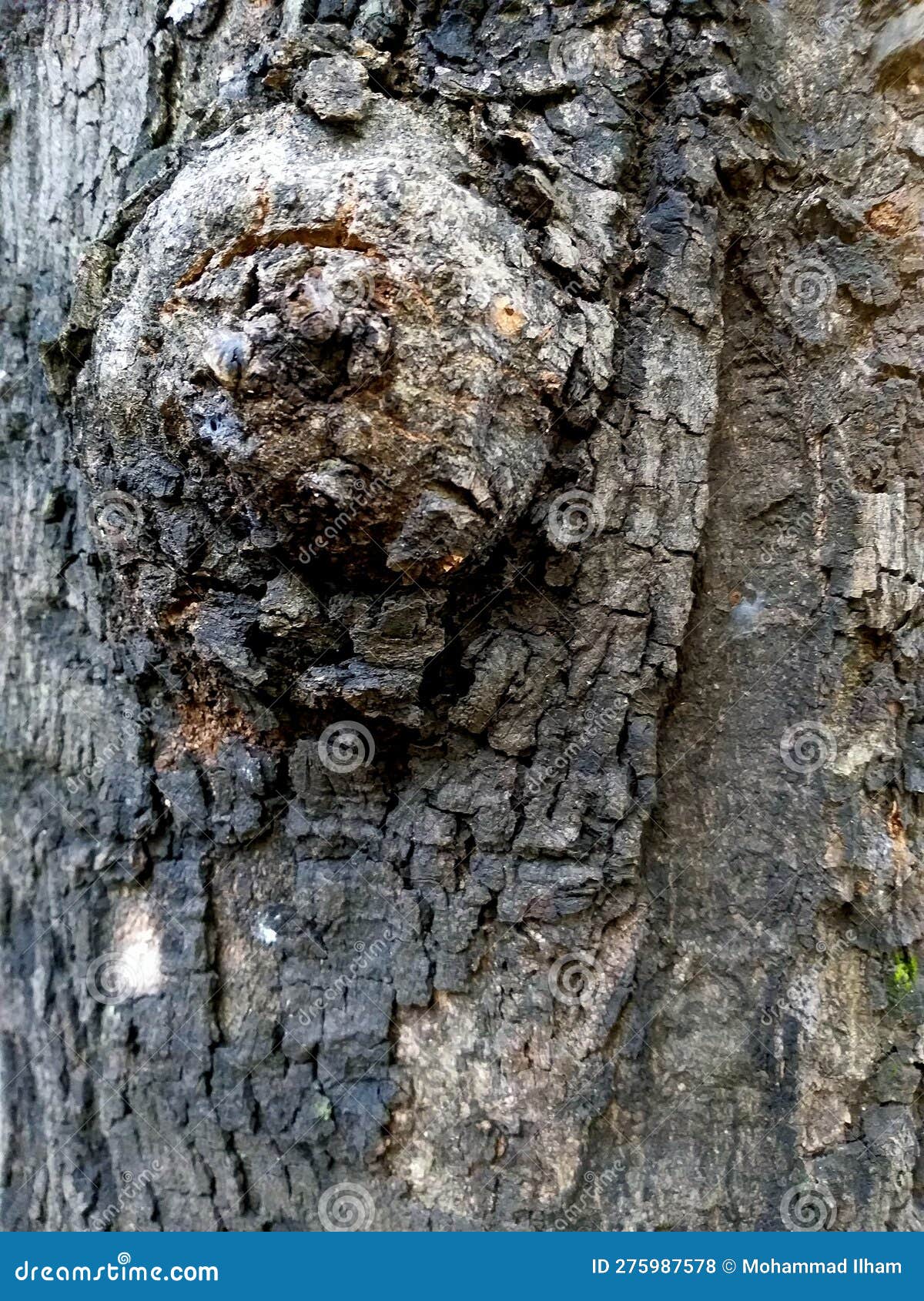 The Natural Texture of Stained Dark Grey with Circle Texture Tree Bark ...
