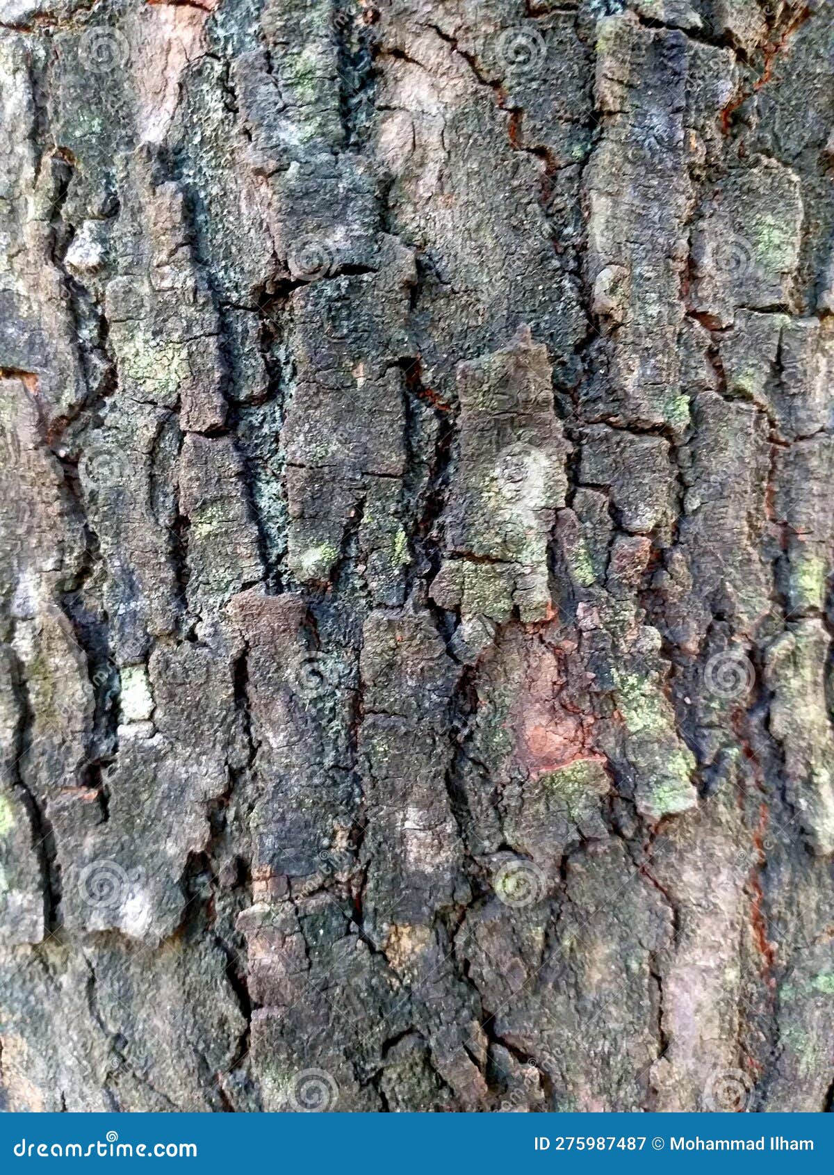 The Natural Texture of Stained Dark Grey Tree Bark in the Forest Stock ...