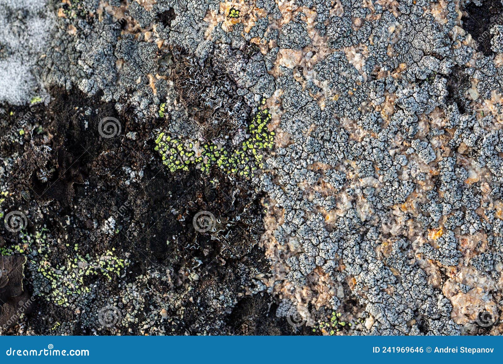 Natural Texture of a Stone Covered with Lichen. Lichenes Patterns on a ...