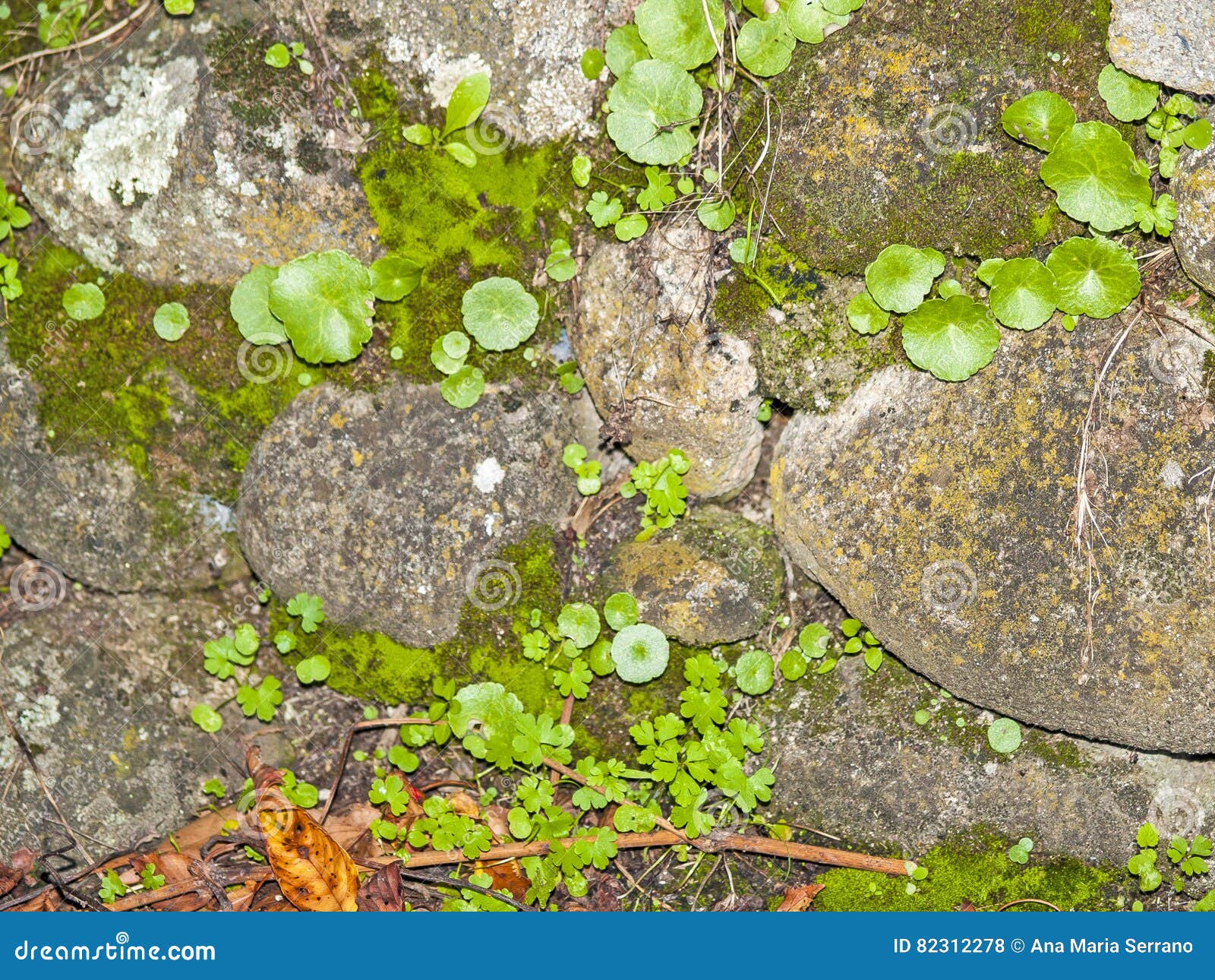 Natural Texture of Stone Wall with Moss Stock Photo - Image of model ...