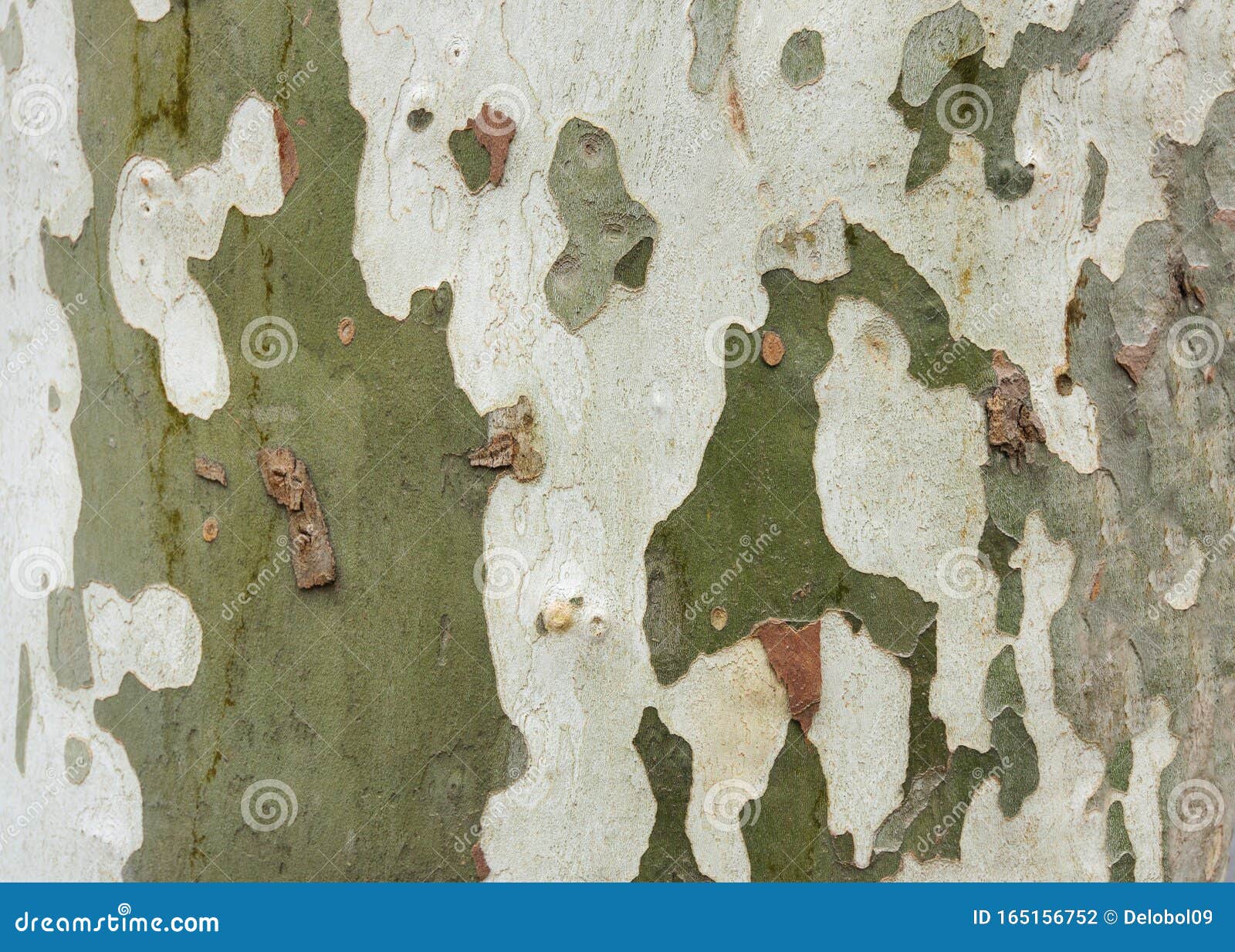 Natural Texture Of Sycamore Tree Bark, Background Stock Photo ...