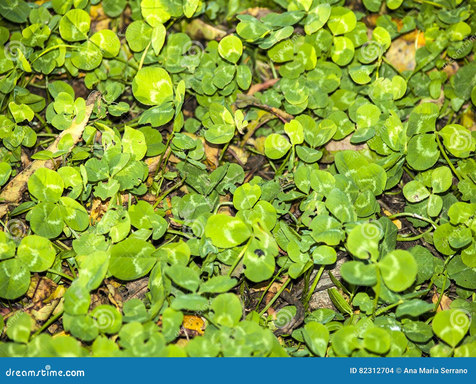Natural Texture of Trefoil Field Stock Photo - Image of greens, tones ...