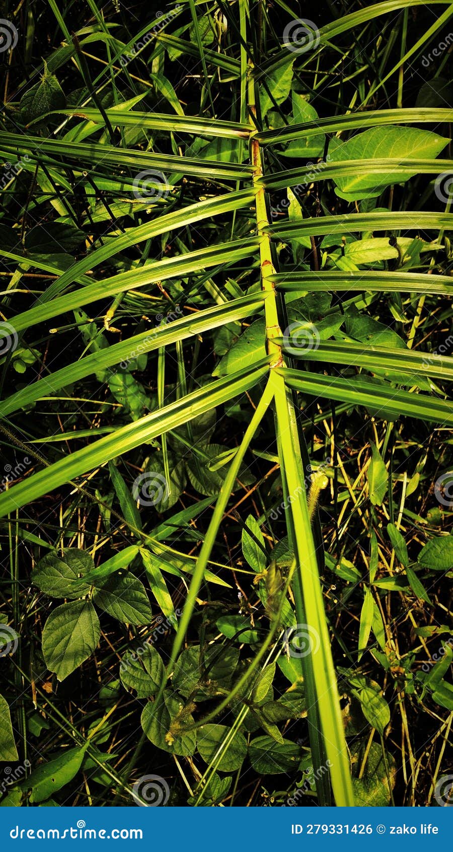 Natural Texture Wild Forest Grass Plants Background Black Stock Photo ...
