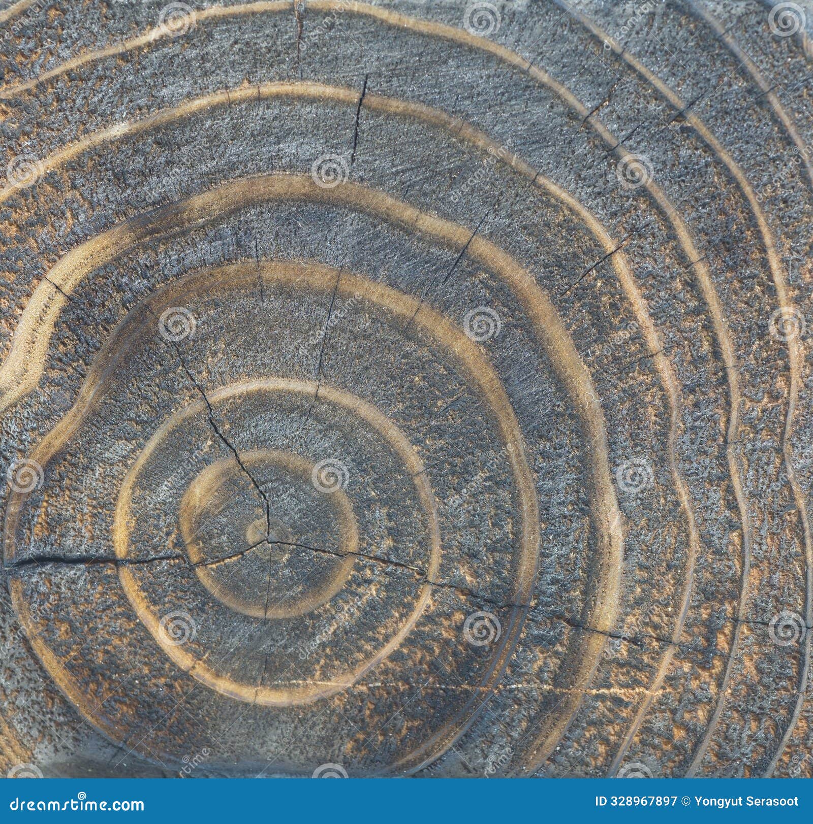 The Natural Texture and Wood Pattern of Gnarl Stock Image - Image of ...