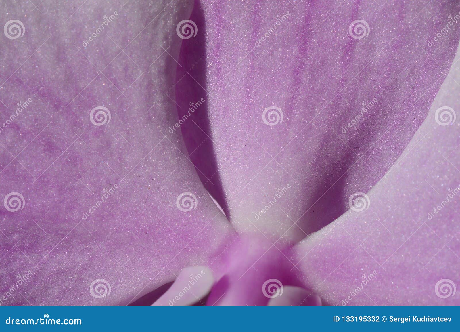 Natural Textured Background the Floral Pattern of an Orchid Petals ...