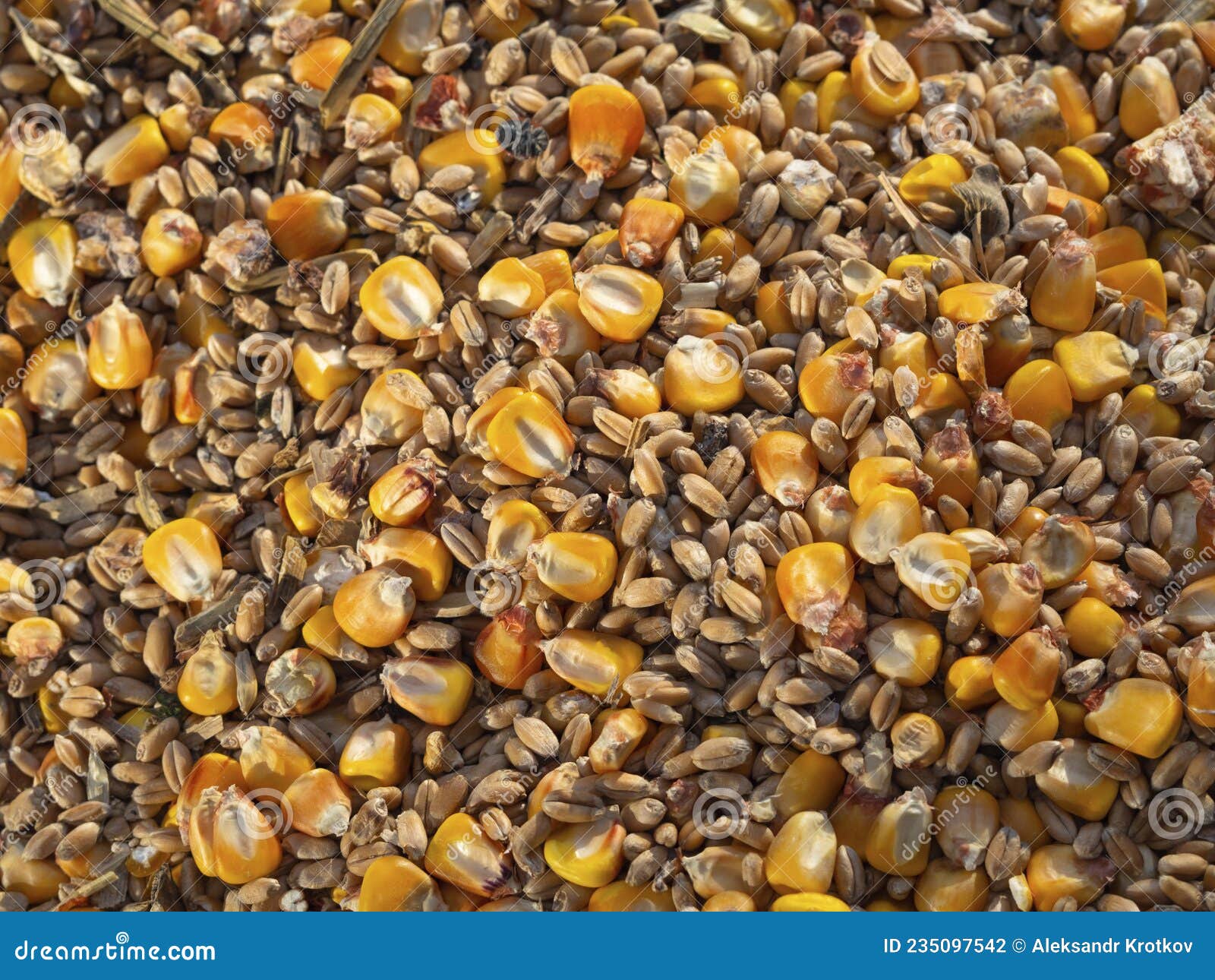 Natural Textured Background of a Grain Mixture of Wheat and Corn Maize ...