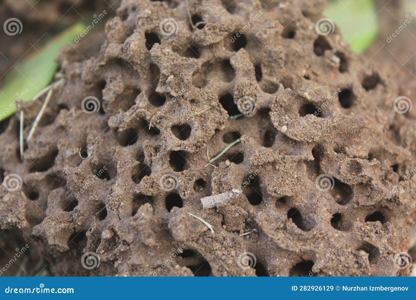 Natural Textures. Ant Tunnels Inside an Abandoned Anthill Stock Image ...