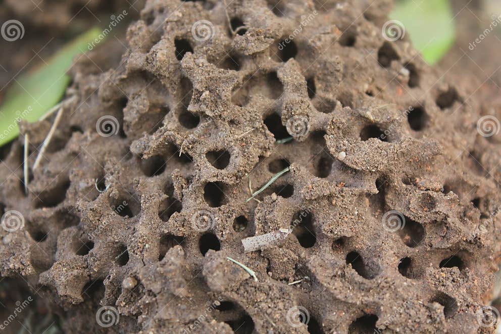 Natural Textures. Ant Tunnels Inside an Abandoned Anthill Stock Image ...