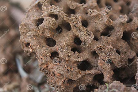 Natural Textures. Ant Tunnels Inside an Abandoned Anthill Stock Photo ...